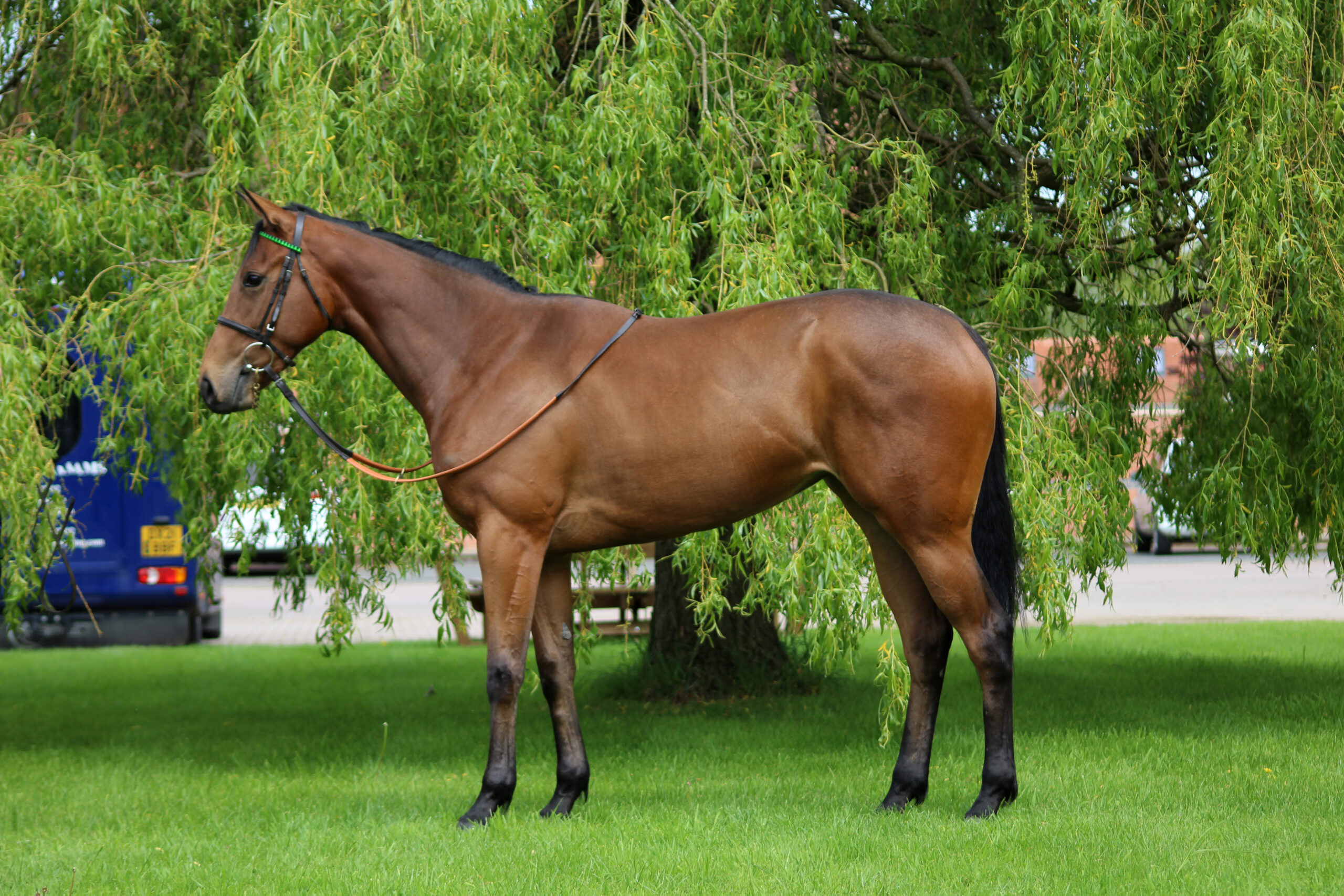 Horses in Training – Ian Williams Racing