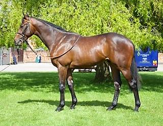 Horses in Training – Ian Williams Racing