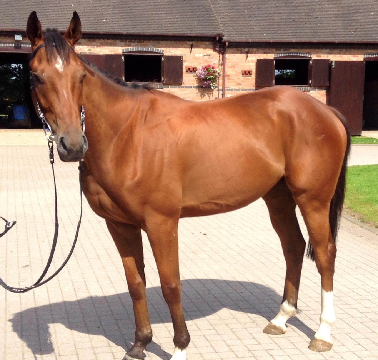 Poker School wins again at Kempton - Ian Williams Racing