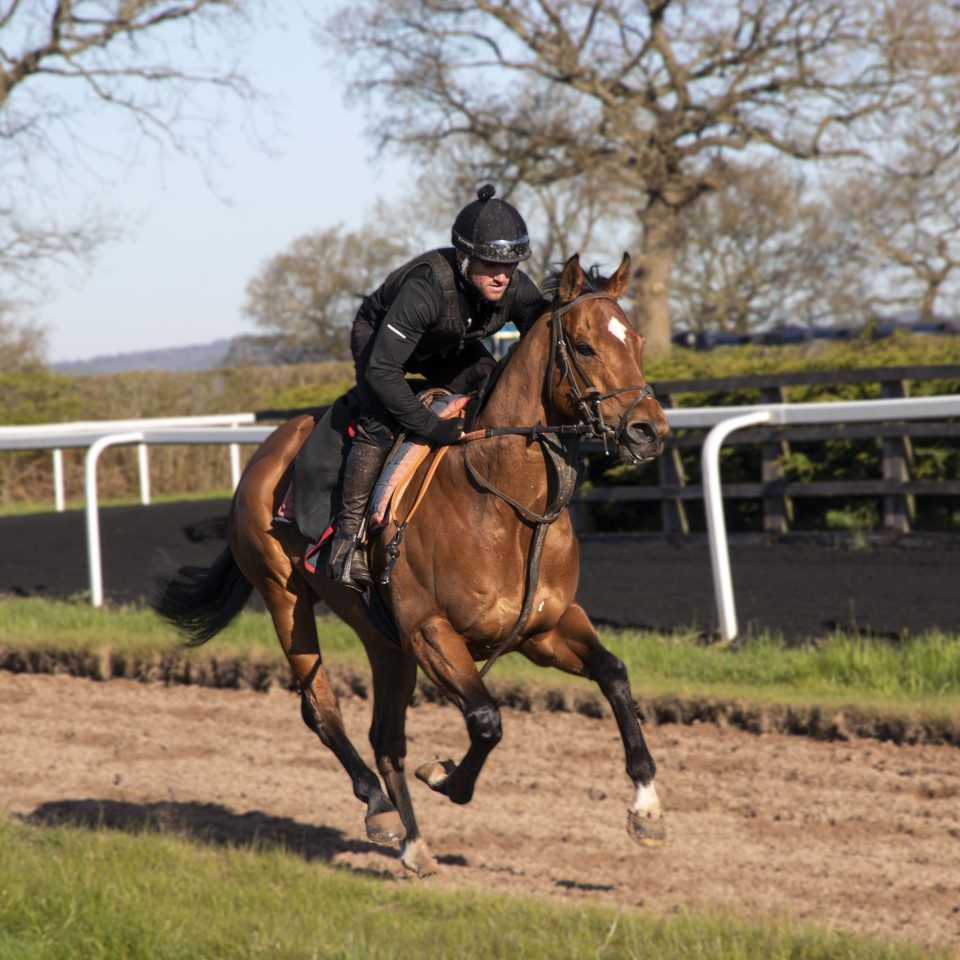 Horses in Training – Ian Williams Racing