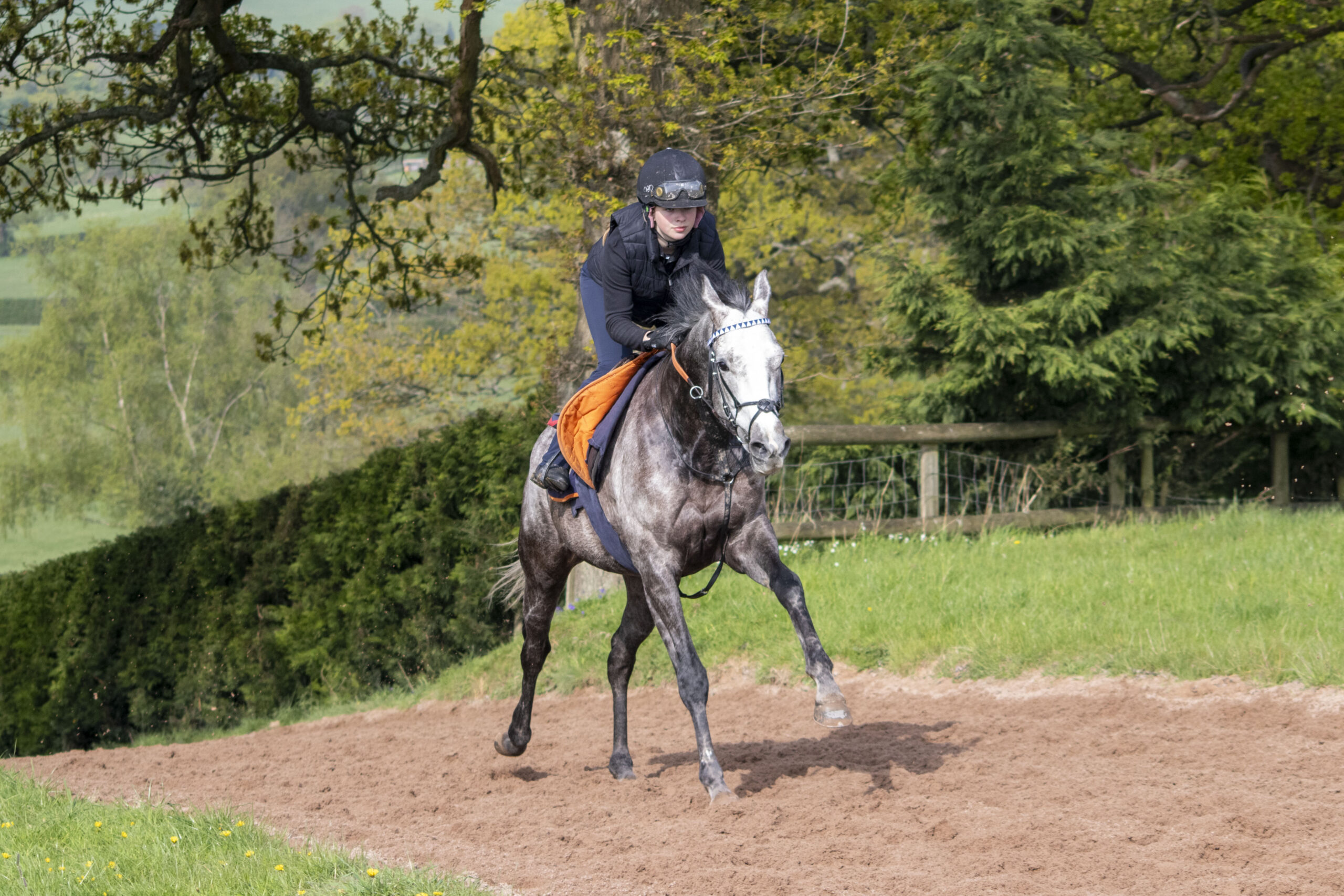 Gallant Lion – Ian Williams Racing