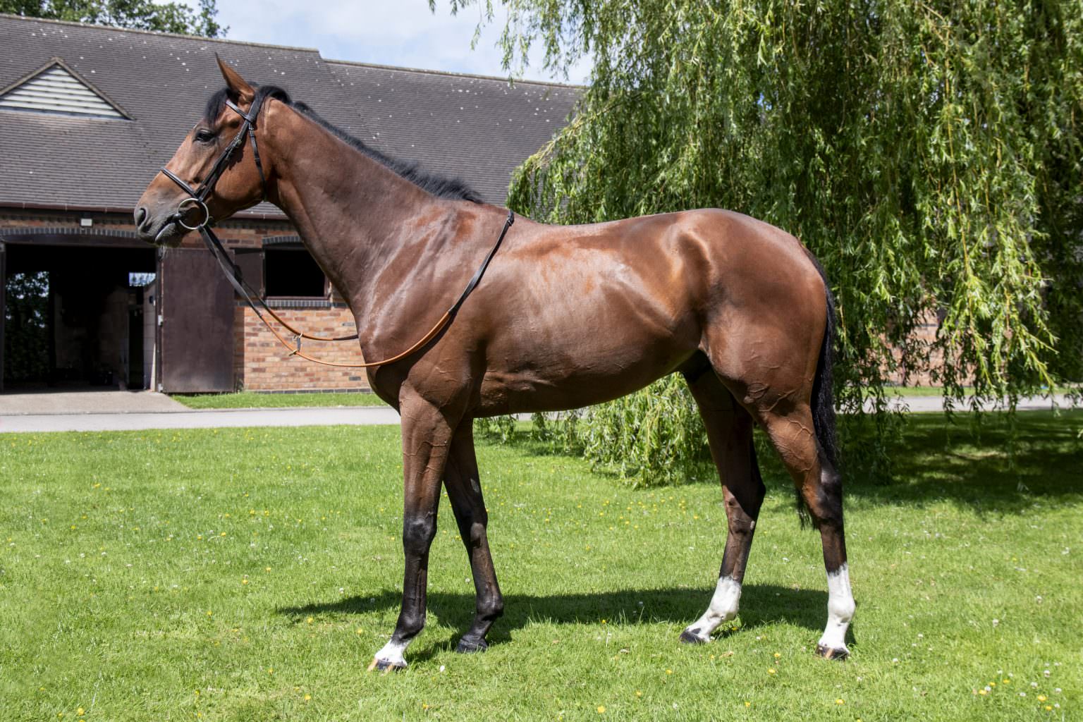 Simiyann wins at Haydock - Ian Williams Racing